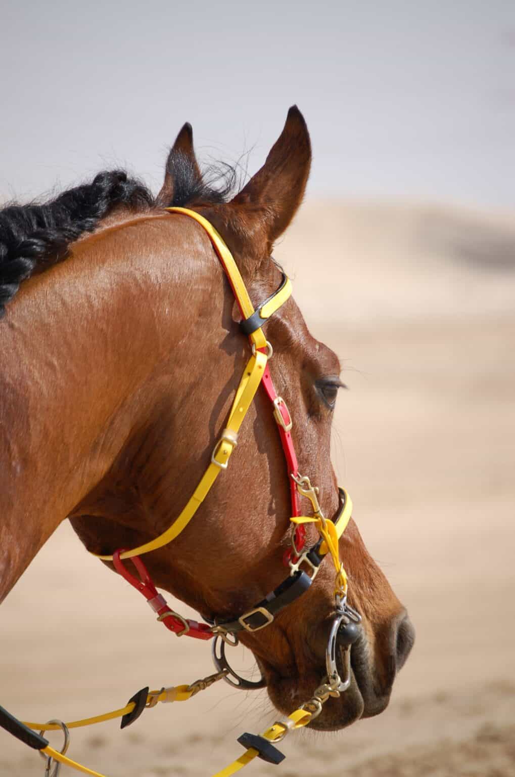 Marylot - Goedhard Endurance